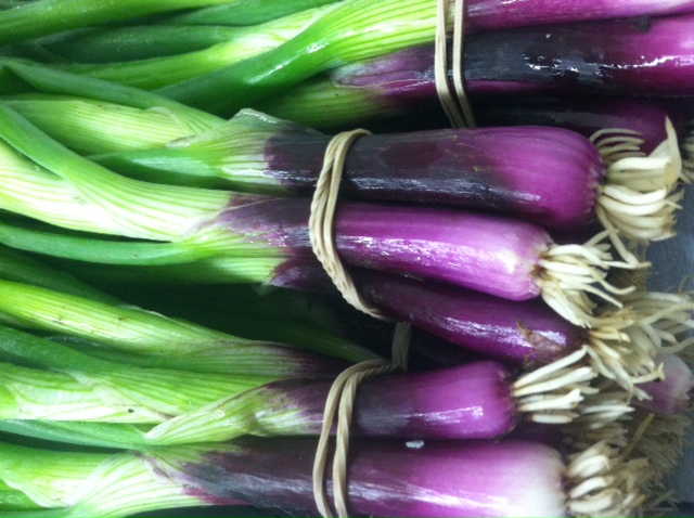 purple scallions 2013 - Deep Root Organic Co-op